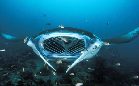 ¿Conoces a los dentistas más famosos del reino animal? - ALSER DENTAL